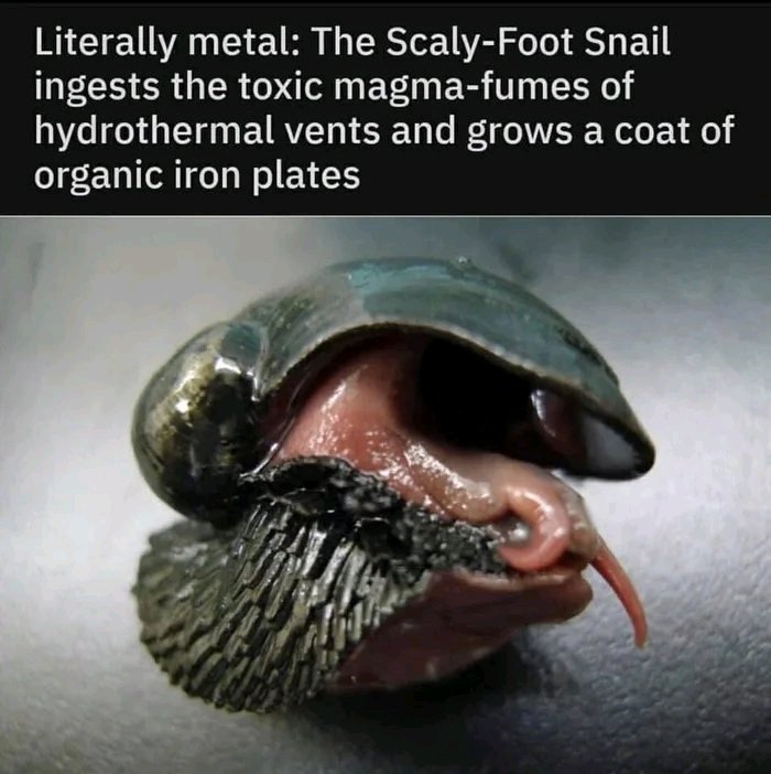 Débit lent. Le Crysomallon squamiferum. La nature n'en finit pas de ...