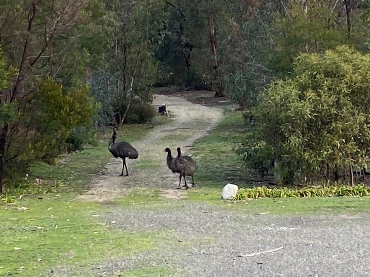 Happy, cute, polite and friendly birds in my garden. As distinct from ...
