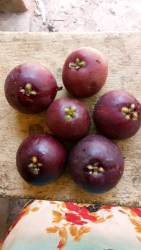 Kokum(コクム) is also known as bhirand/bhirind in Konkani(コンカニ語). It has ...