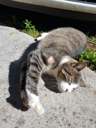 Jinx got into a fight today....he has a big scratch on his body! ☹️☹️☹️ ...