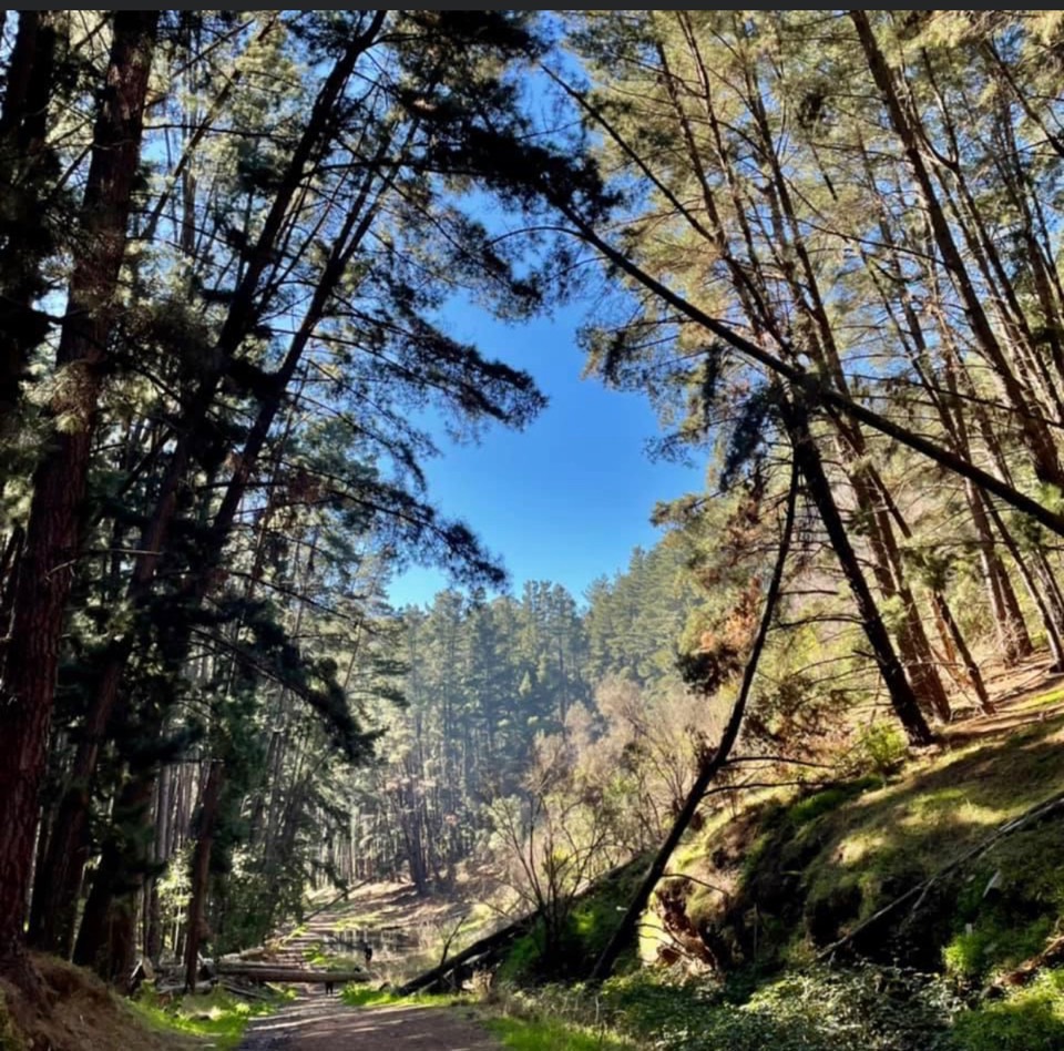 So now I’ll take you to the forest 🌳 in South Australia 🇦🇺 Bone Gully ...