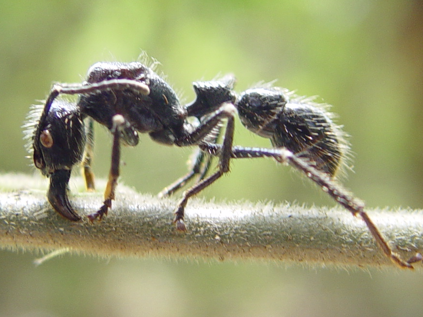 The bullet ant gets its name from its potent sting that has been ...