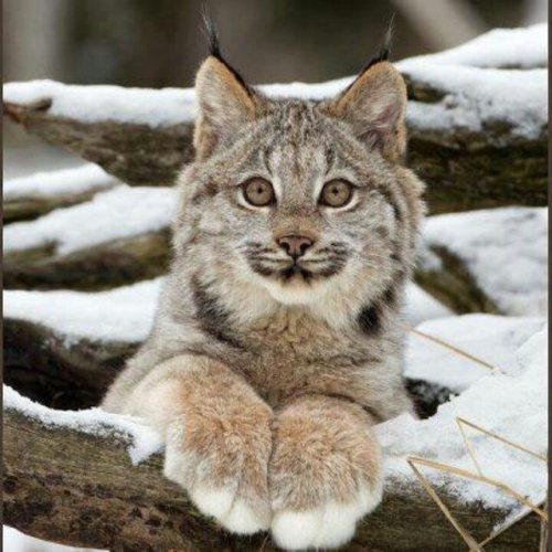 Please allow me to introduce you to the Canada lynx (Lynx canadensis ...
