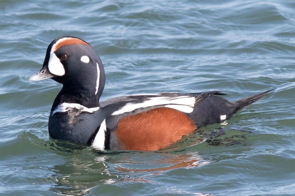 Here are some birds I photographed yesterday at the Barnegat jetty in ...