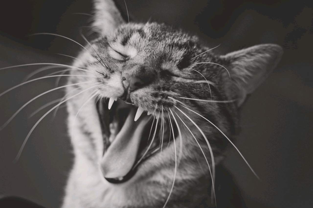 My cat Drogo looks like he is laughing. 😂 Why are cats so cute?! I ...