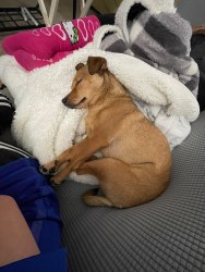 Es mi perrito! Fue adoptado desde Guadalajara. Él también es muy feo ...