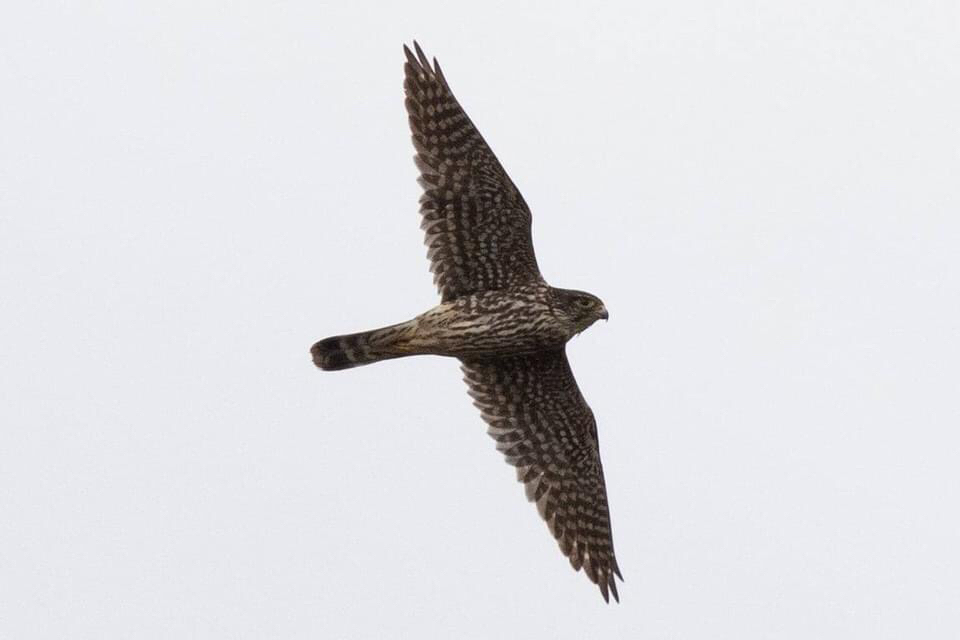 Here are some photos of birds that I took during my work today: Merlin ...