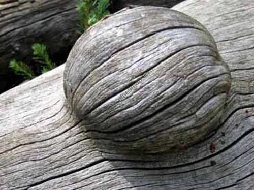 Idiom of the Day “Sitting like a bump on a log” If you are “sitting ...