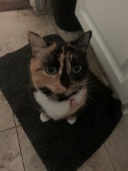 This is my beautiful girl Myah! She follows me everywhere even to the ...
