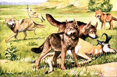 Idiom of the Day “Thrown to the wolves” This idiom has a rather grim ...